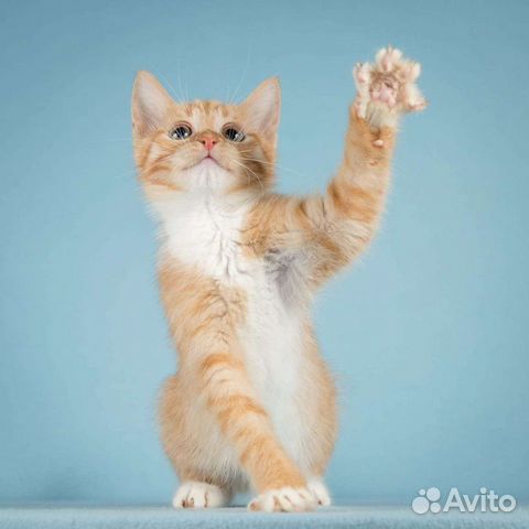 Котята, котёнок, рыжий малыш в добрые руки