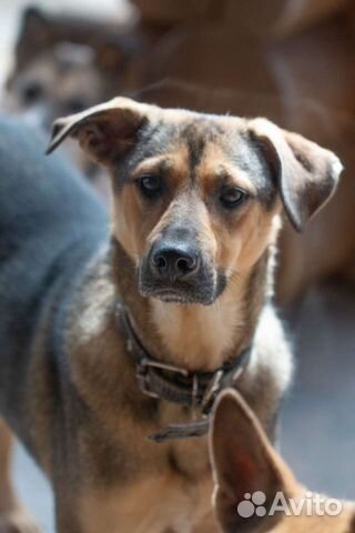 Ласковый Грей в дар