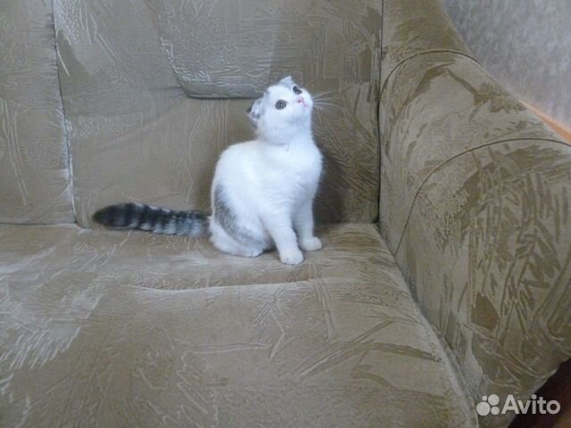 Вислоухая кошечка