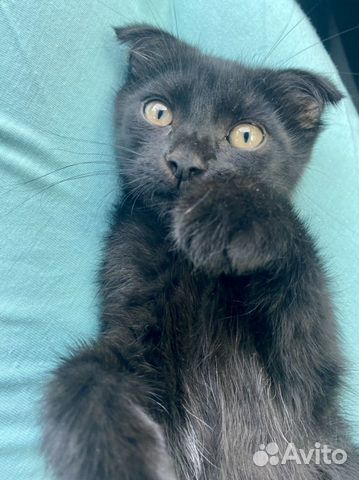 Шотландская (помесь)