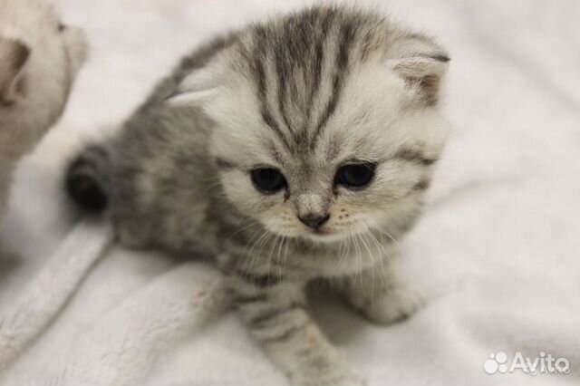 Шотландские вислоухие котята комочки счастья