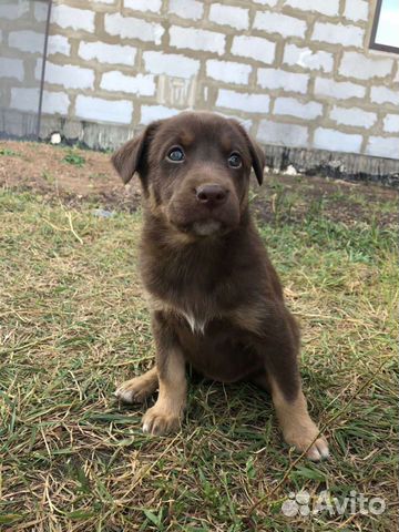 Щенок с разноцветными глазками в добрые руки
