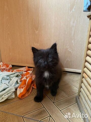Котянок в добрые руки мальчик