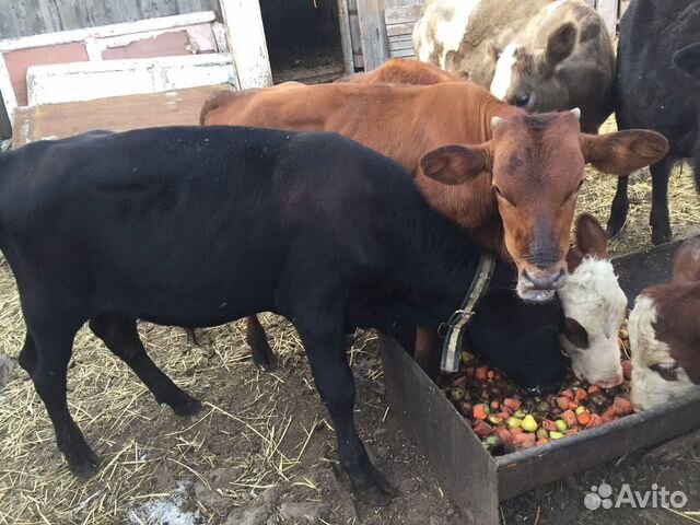 Корова и 2 бычка
