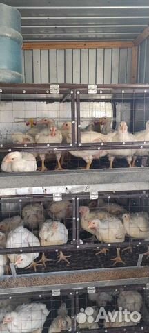 Подросшие куры бройлер кобб 500