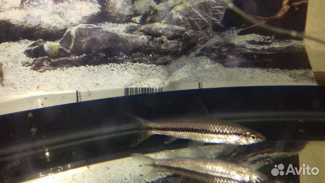 Водорослеед