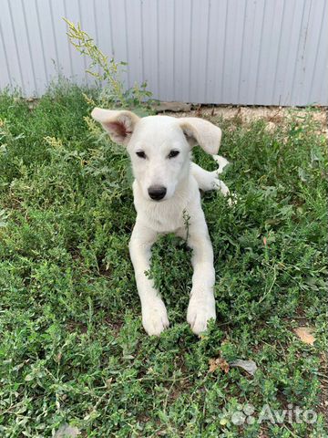 Щенки подростки бесплатно