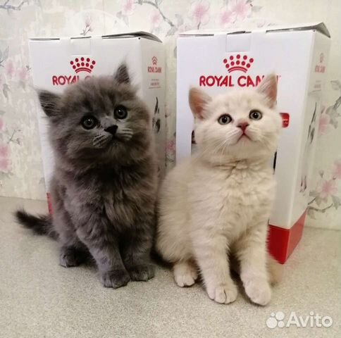 Британские малыши от заводчика