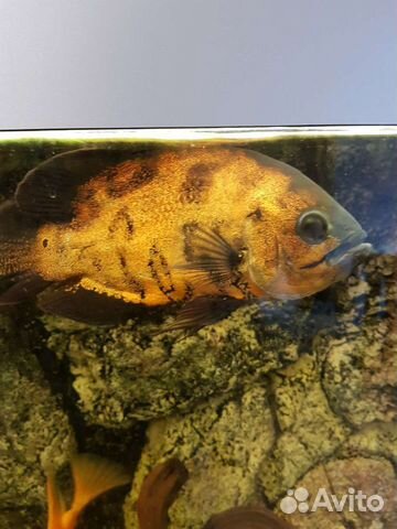 Аквариумные рыбы