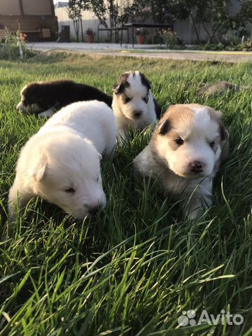 Щенки лайки