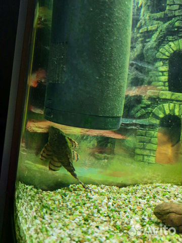 Номерные сомы L 397, 2 шт