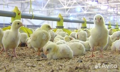 Бройлер суточный