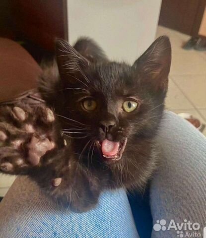 Котёнок Том