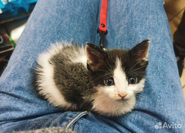 Котенок здоровый