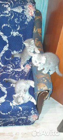 Шотландские котята