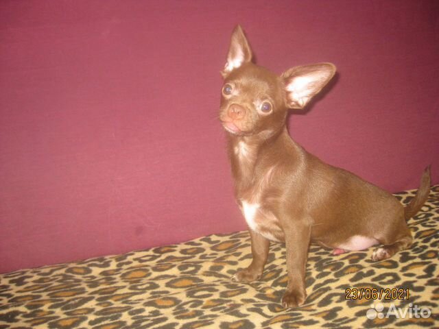 Мальчик шоколадик