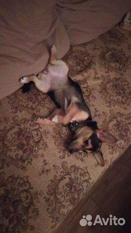 Щенок корги/джек-рассел