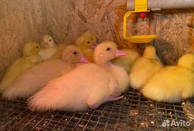 Индоутки (мускусная)