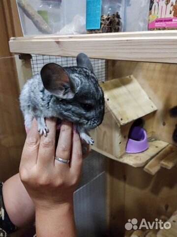 Шиншилла детёныш мальчик