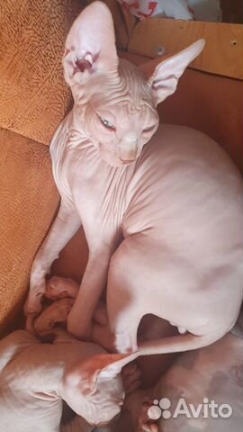 Красный котик