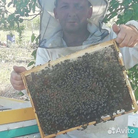 Продаю пчелосемьи