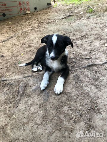 Щенятки в добрые руки