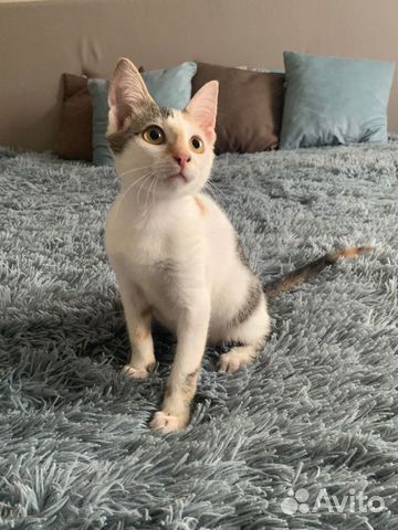 Котенок, ласковая малышка Дина