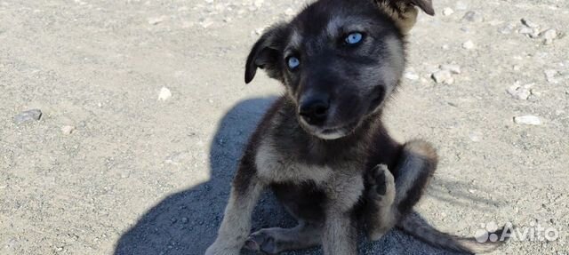 Щенята в добрые руки