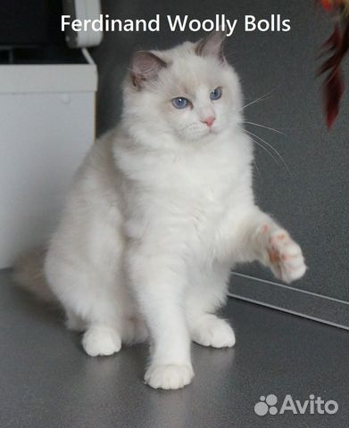 Котик Рэгдолл 4 месяца