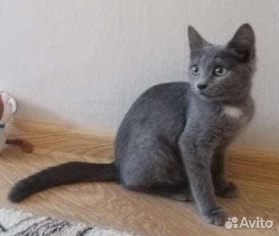 Русские голубые котята