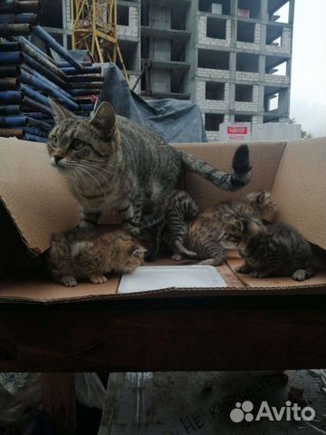 Камышовые котята