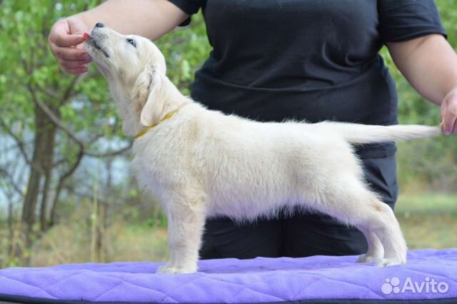 Золотистый Ретривер, Ваша солнечная девочка)