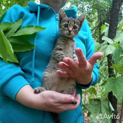 Котенок Мурчик