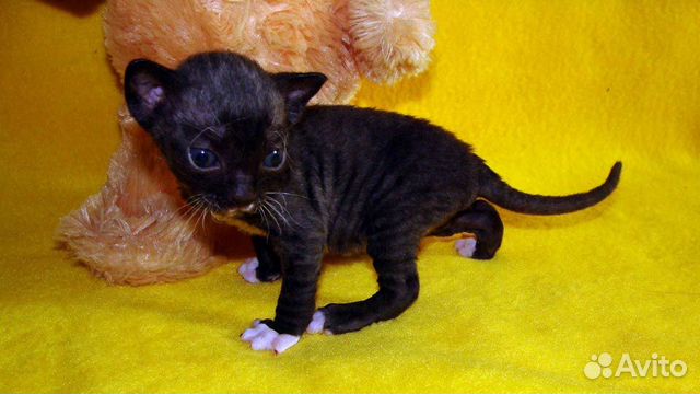 Милашка очаровашка стану кудрявой