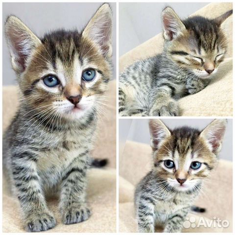 Котята, котёнок малыш в добрые руки