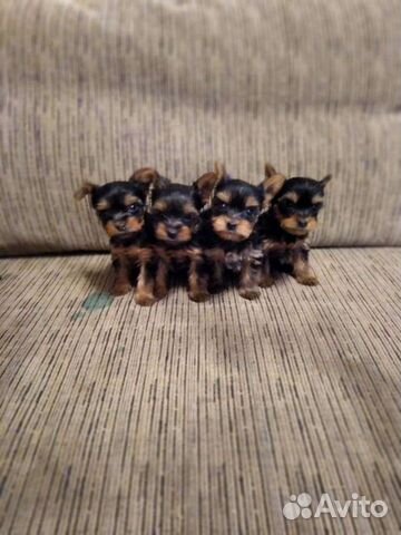 Йоркширский терьер