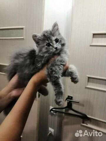 Сибирская кошка
