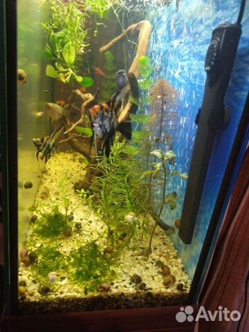 Улитки ампулярии