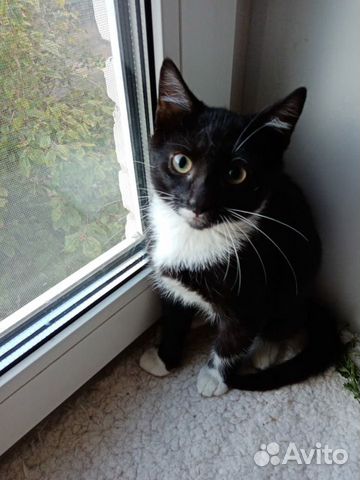 Котёнок Бойкий ищет дом