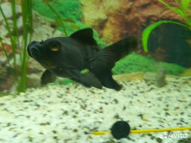 Рыбка аквариумная Телескоп