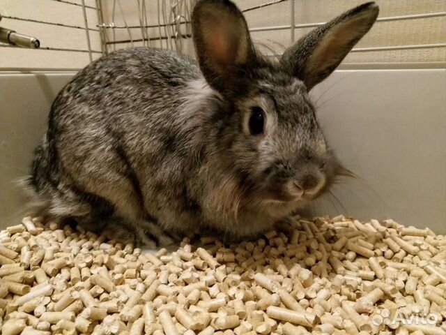 Декоративные кролики