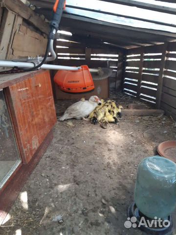 Шептунята с уткой