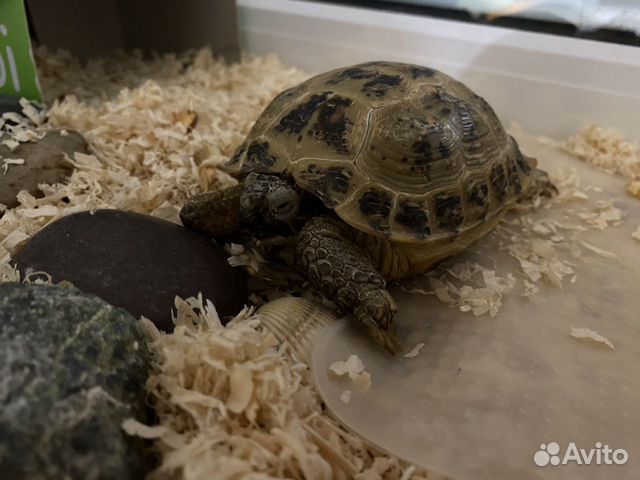 Черепаха сухопутная