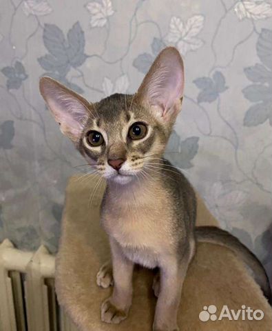 Абиссинский голубчик