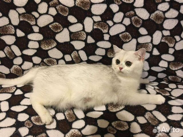 Кошка Британская