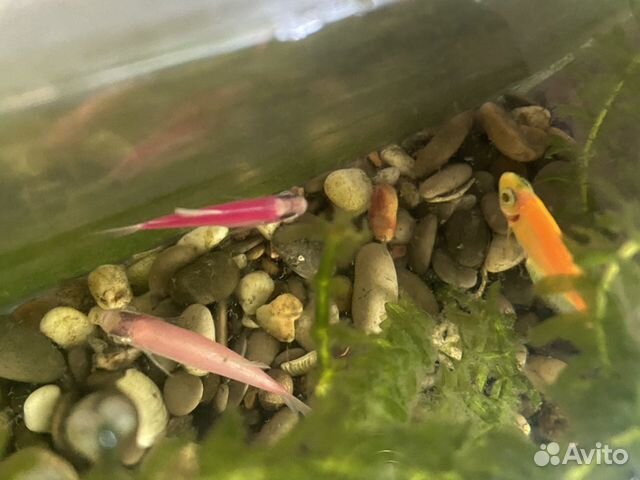 Тернеции и сом