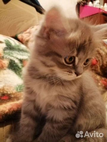 Шотландские котята