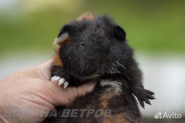 Морская свинка американский тедди самочка