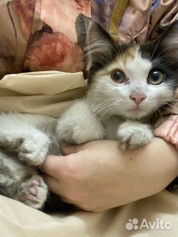 Кошечка 2 месяца