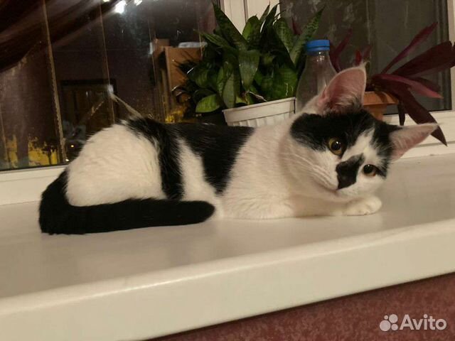 Хорошенький домашний котёнок, пять месяцев